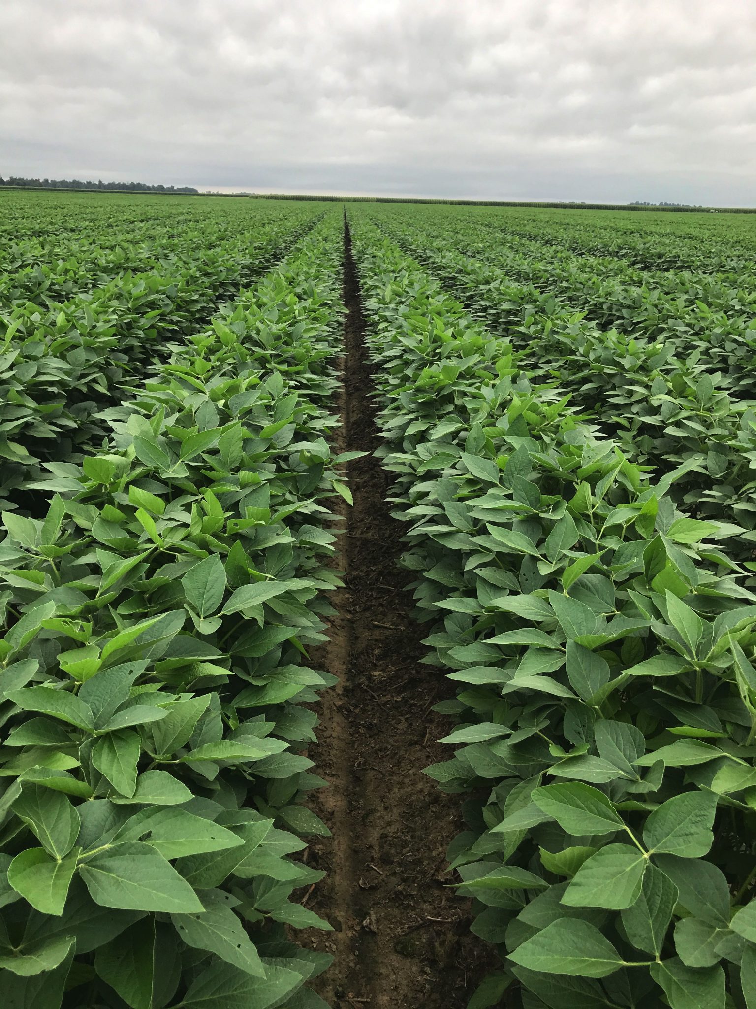Products – Gateway Seed
