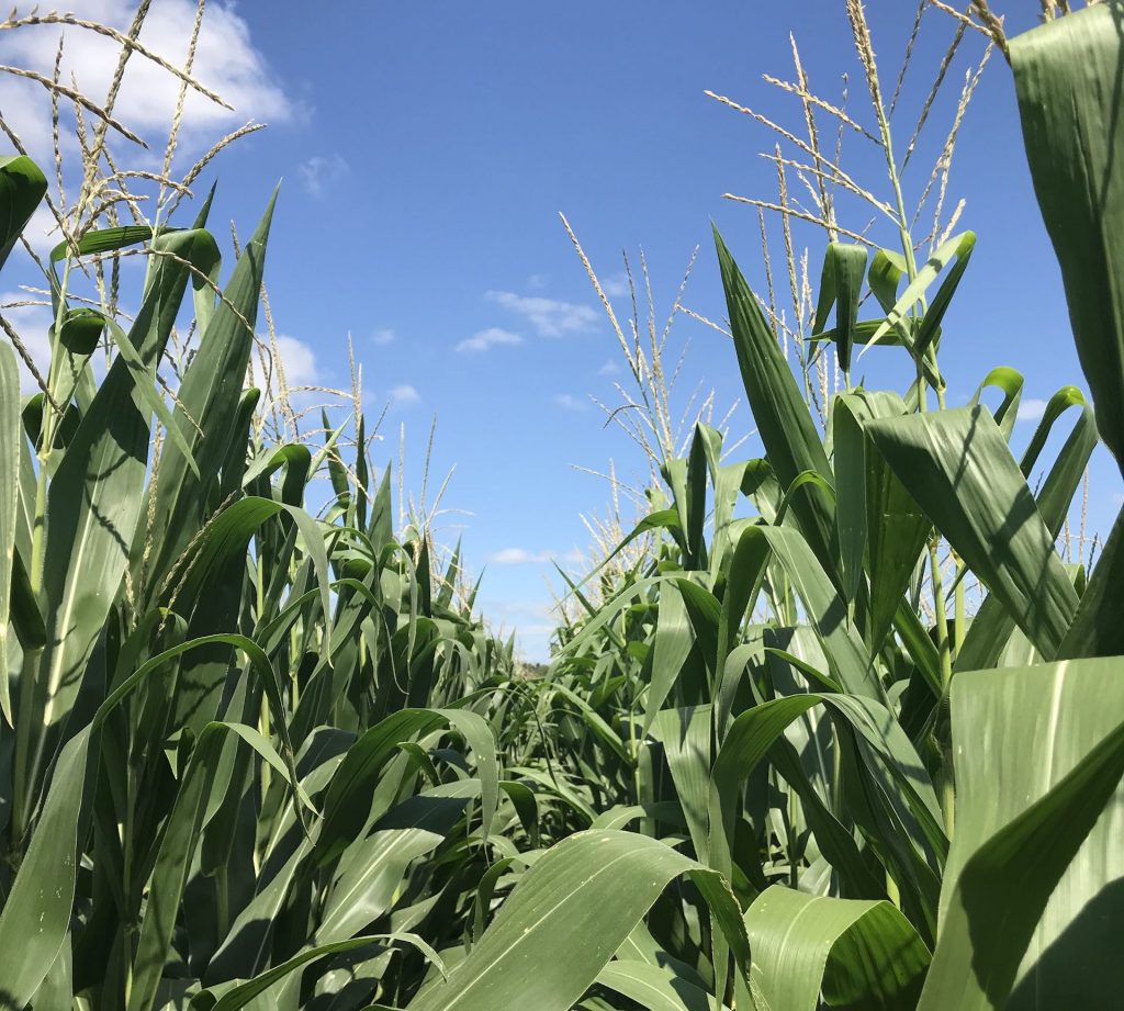 Mid South Corn - Gateway Seed