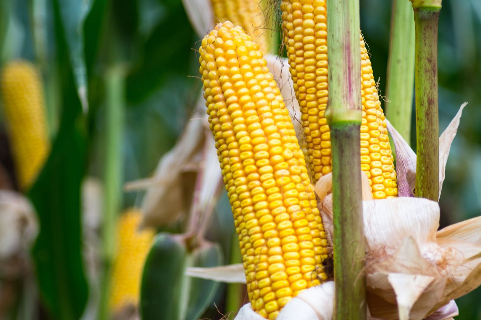 Bayer Corn Legal Statements - Gateway Seed