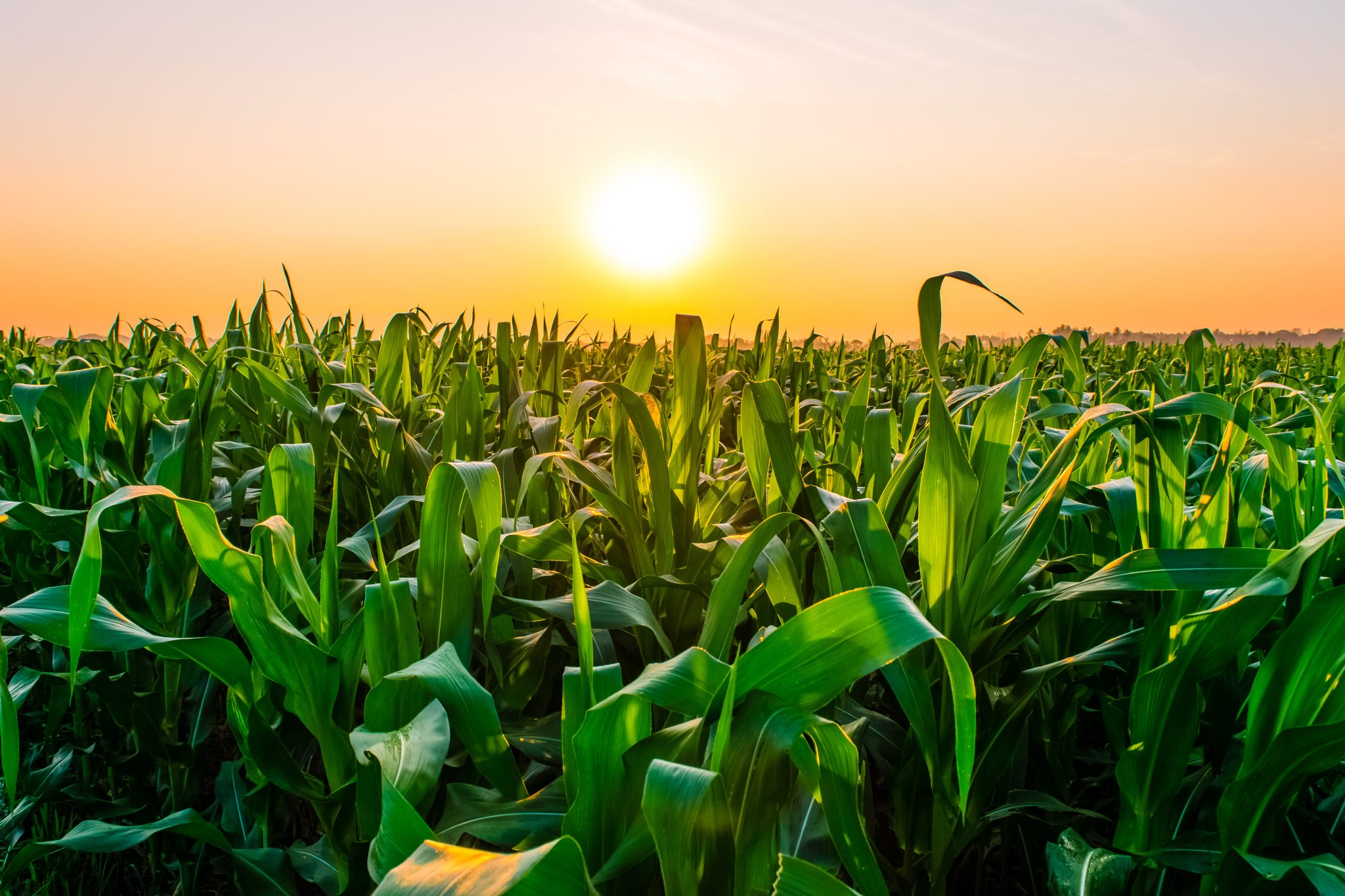 New Corn For 2025 - Gateway Seed